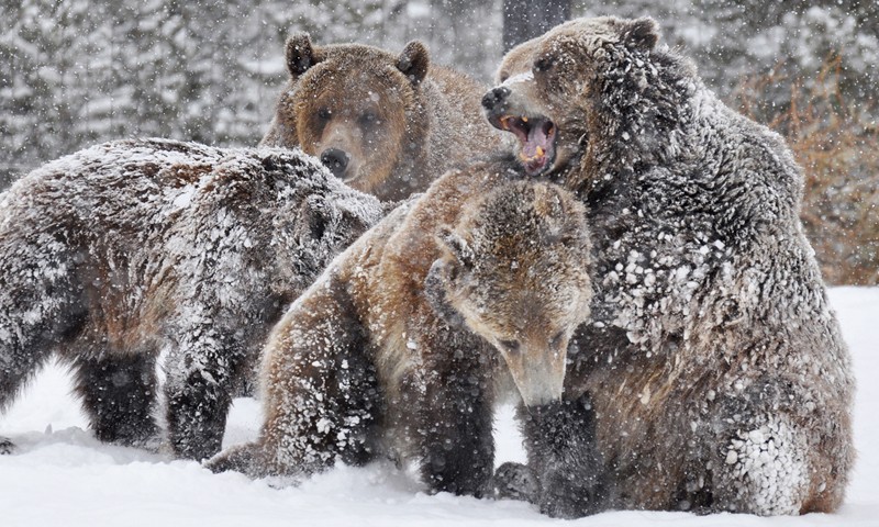Grizzly & Wolf Discovery Center in West Yellowstone - AllTrips