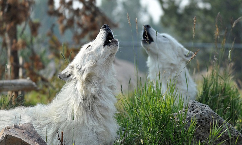Grizzly & Wolf Discovery Center in West Yellowstone - AllTrips